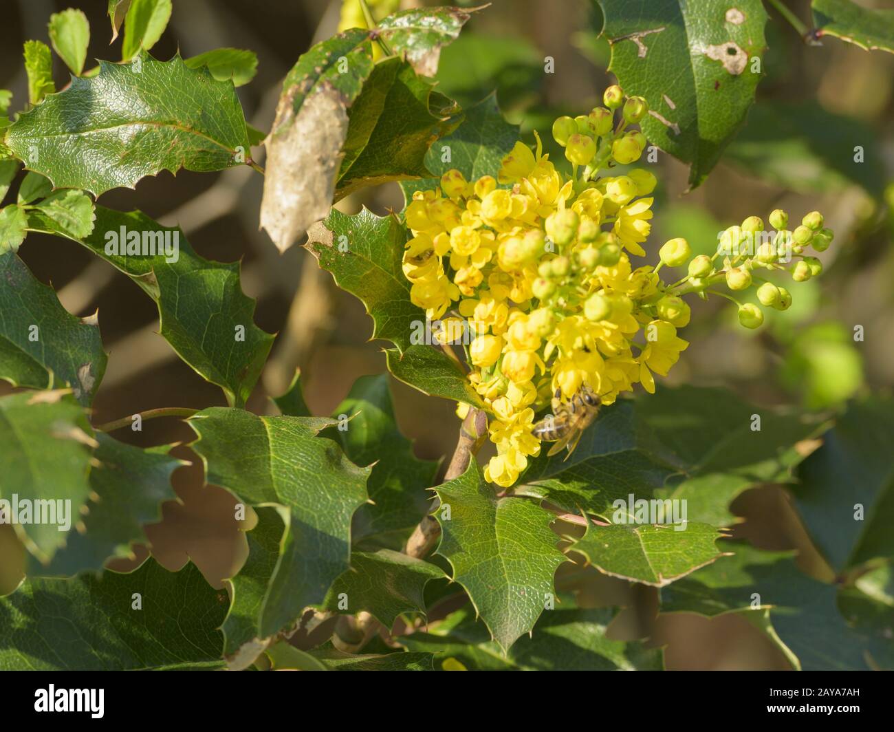 Spring flowering shrubs hi-res stock photography and images - Alamy