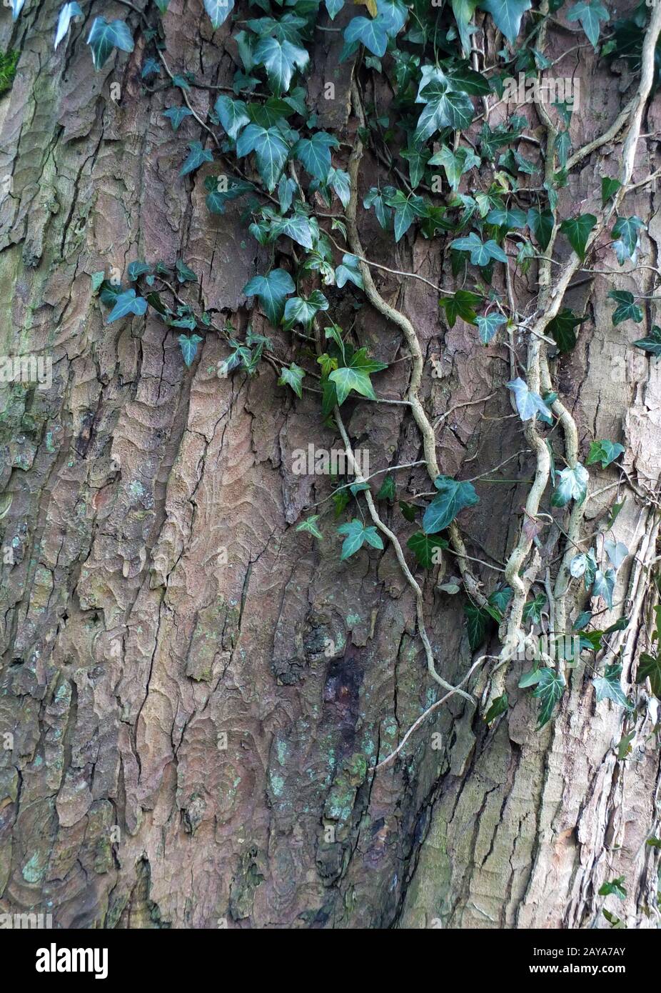 Common ivy on an old tree hi-res stock photography and images - Alamy