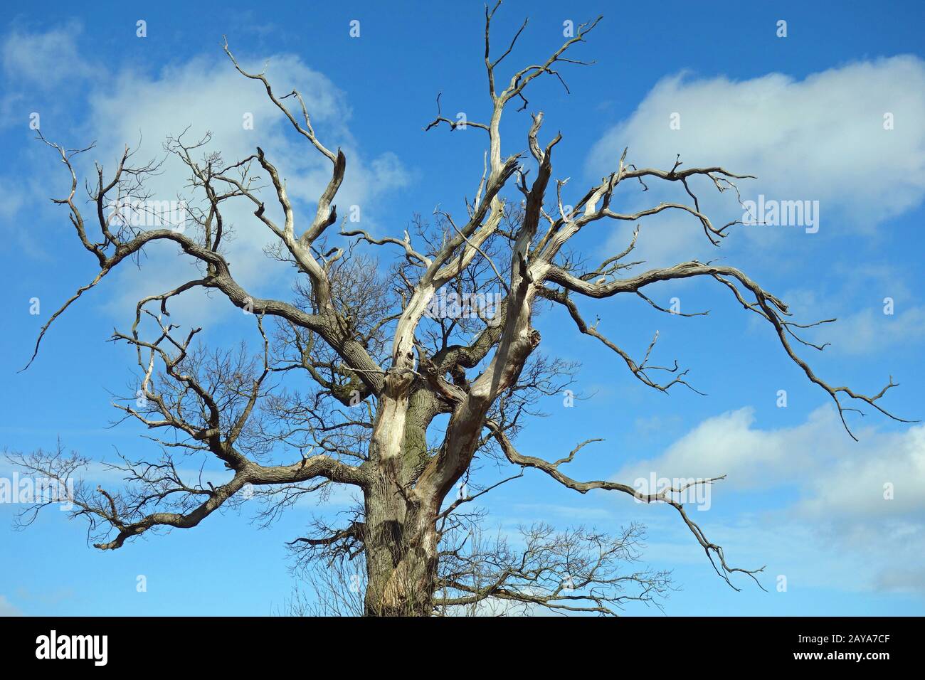 old oak tree Stock Photo - Alamy
