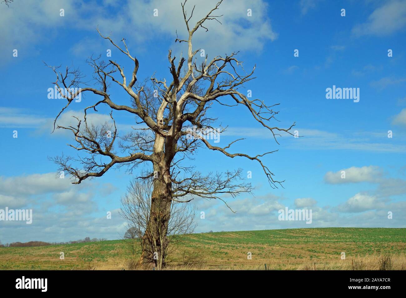 old oak tree Stock Photo - Alamy