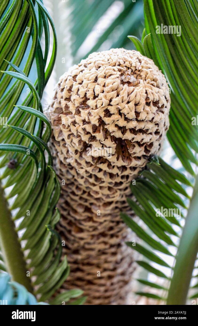 Palm Fronds Texture High Resolution Stock Photography and Images - Alamy