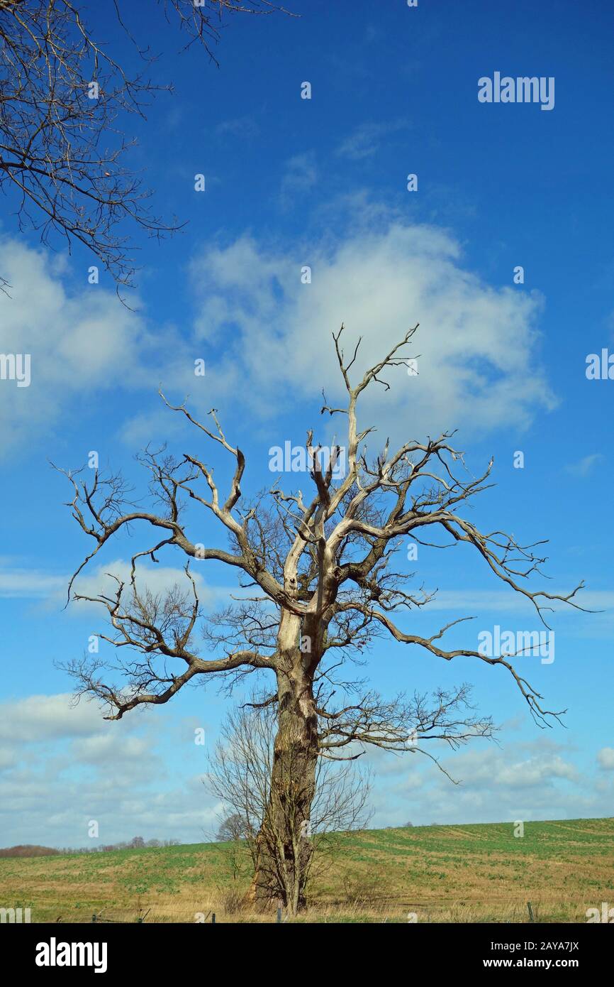 old oak tree Stock Photo - Alamy