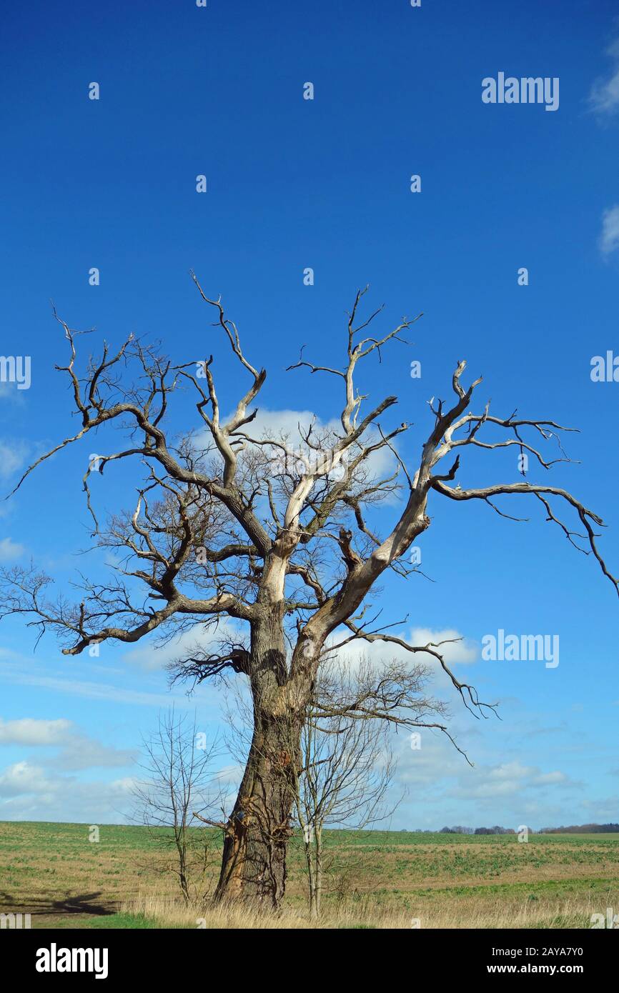 old oak tree Stock Photo - Alamy