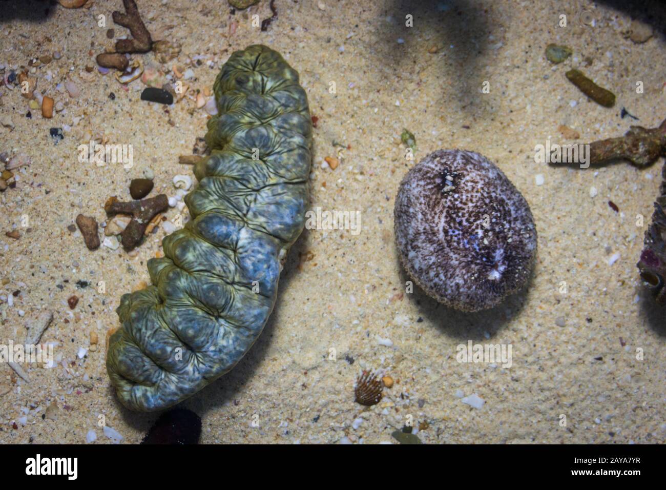 Sea cucumbers hi-res stock photography and images - Alamy