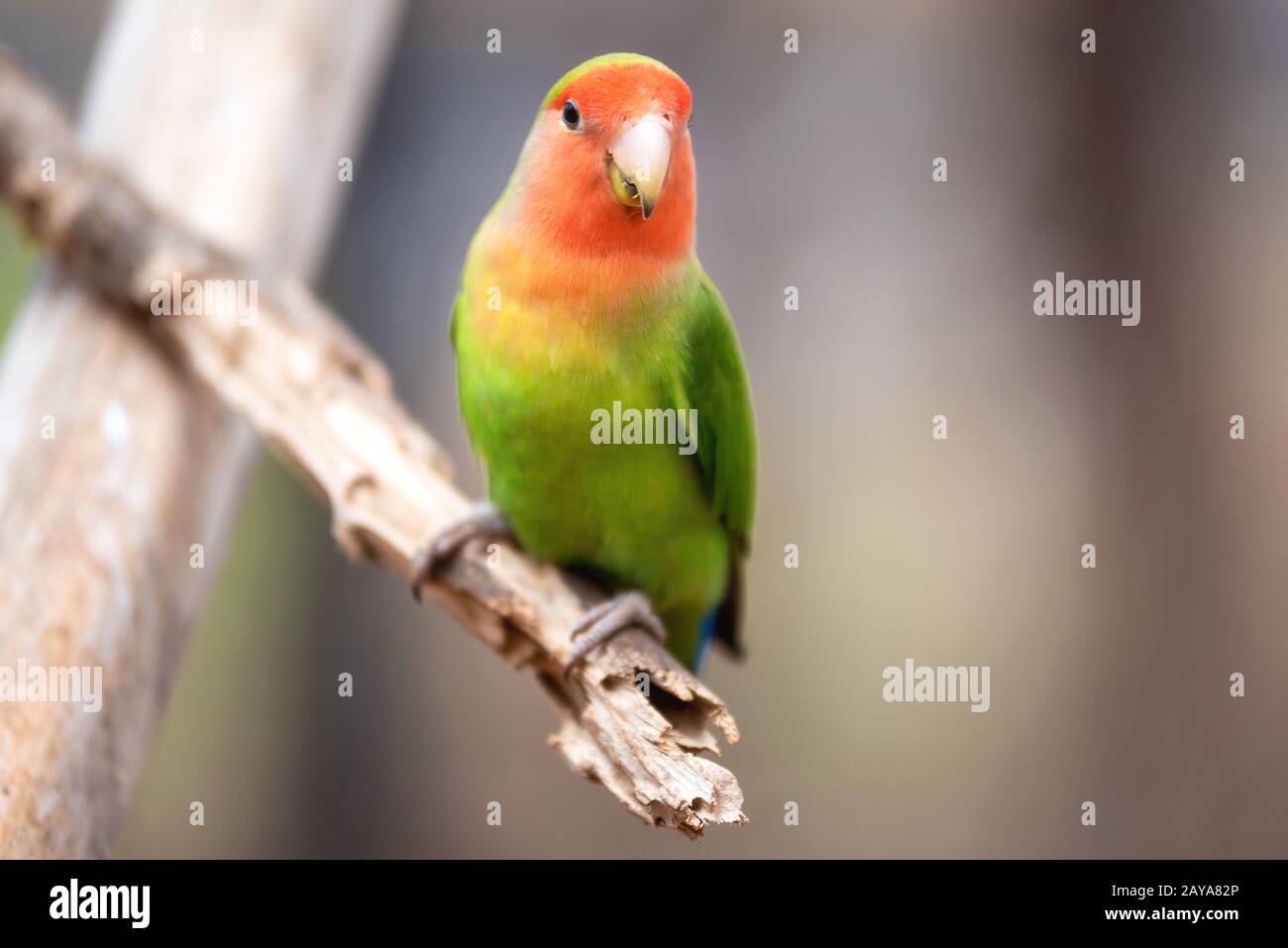 Red faced lovebirds hi-res stock photography and images - Alamy
