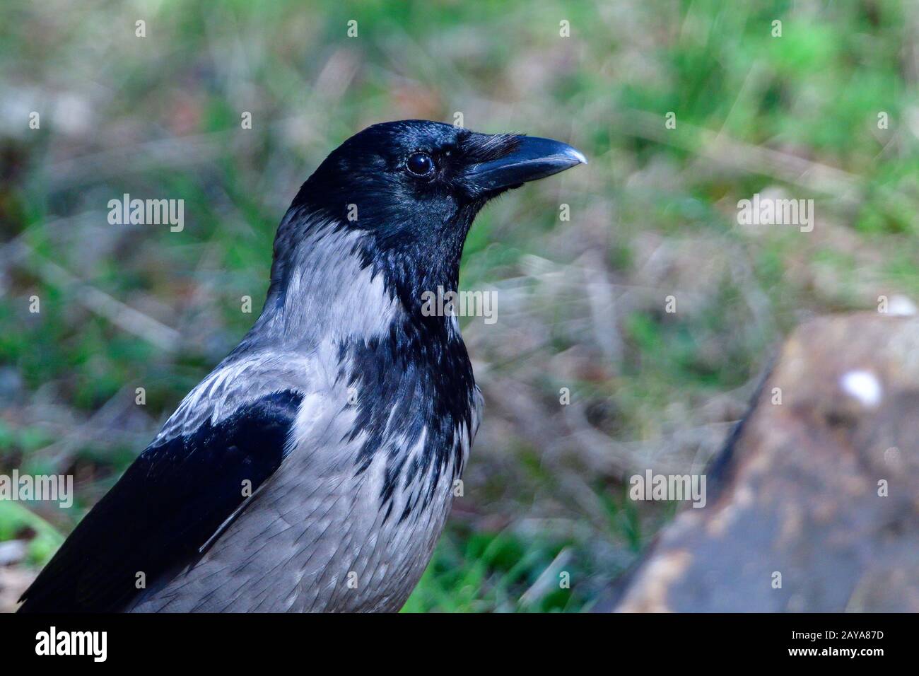 Male hooded crow hi-res stock photography and images - Alamy