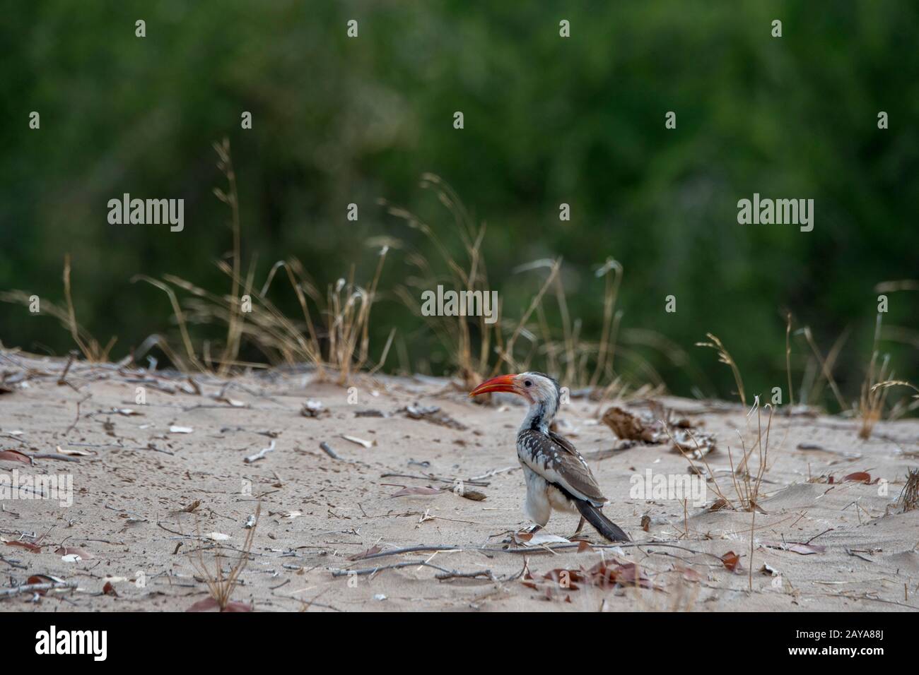 A southern red-billed hornbill (Tockus rufirostris) sitting on the ...