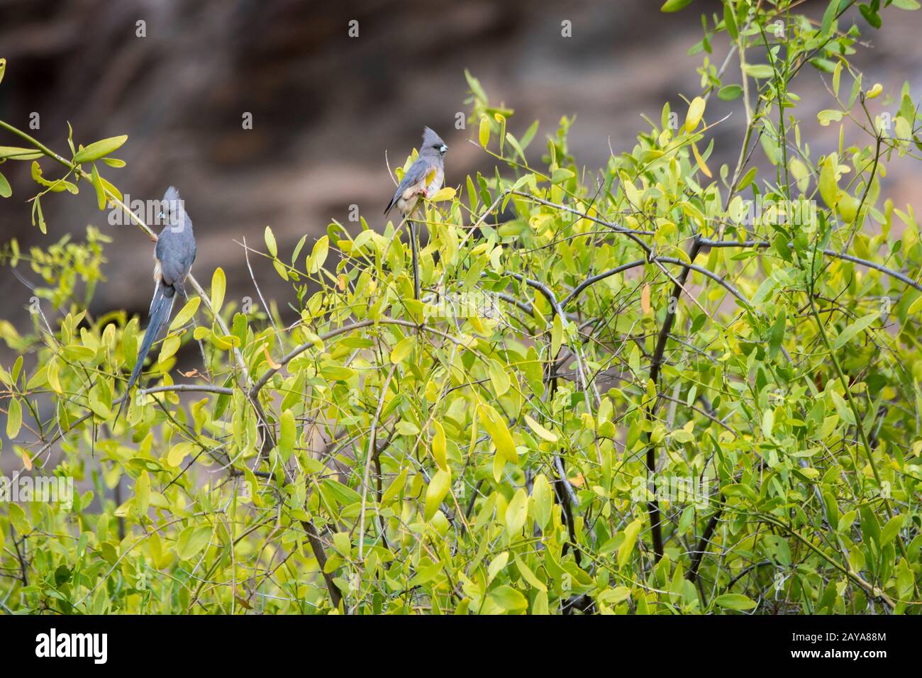 Mousebirds (family Coliidae, order Coliiformes) perched in a bush in ...