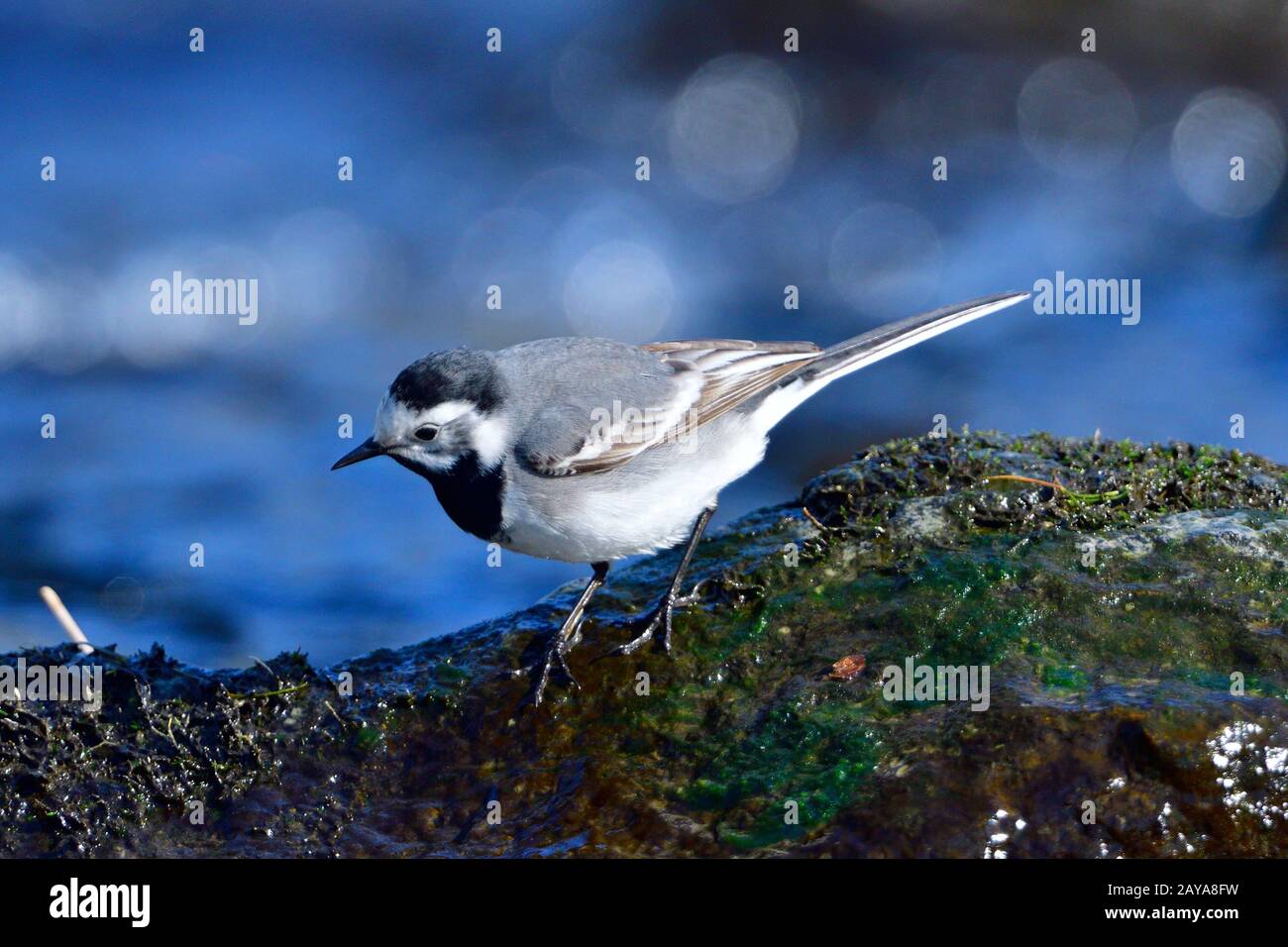 Wagtails of europe hi-res stock photography and images - Alamy