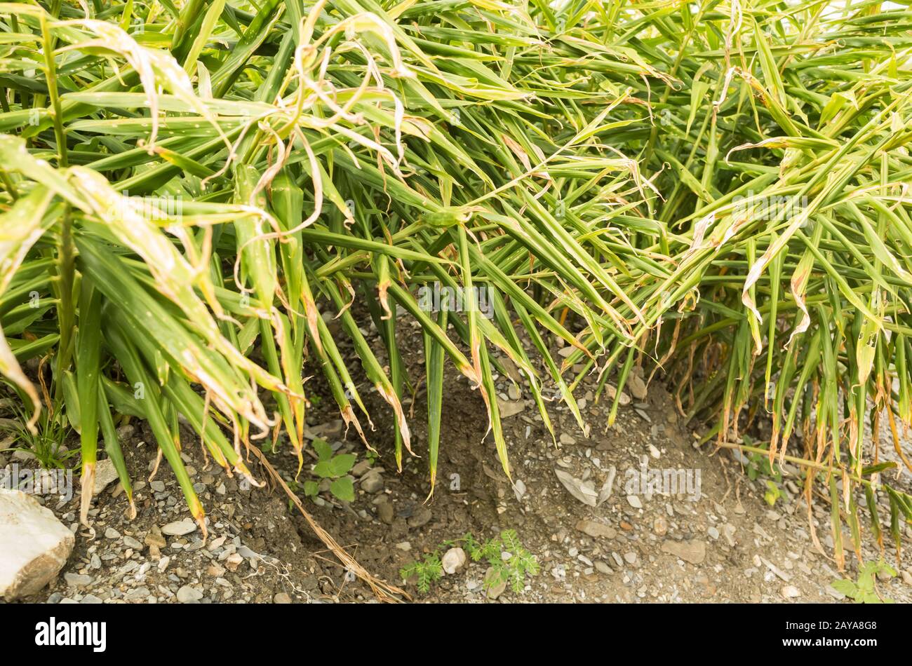 ginger farm at outdoor Stock Photo - Alamy