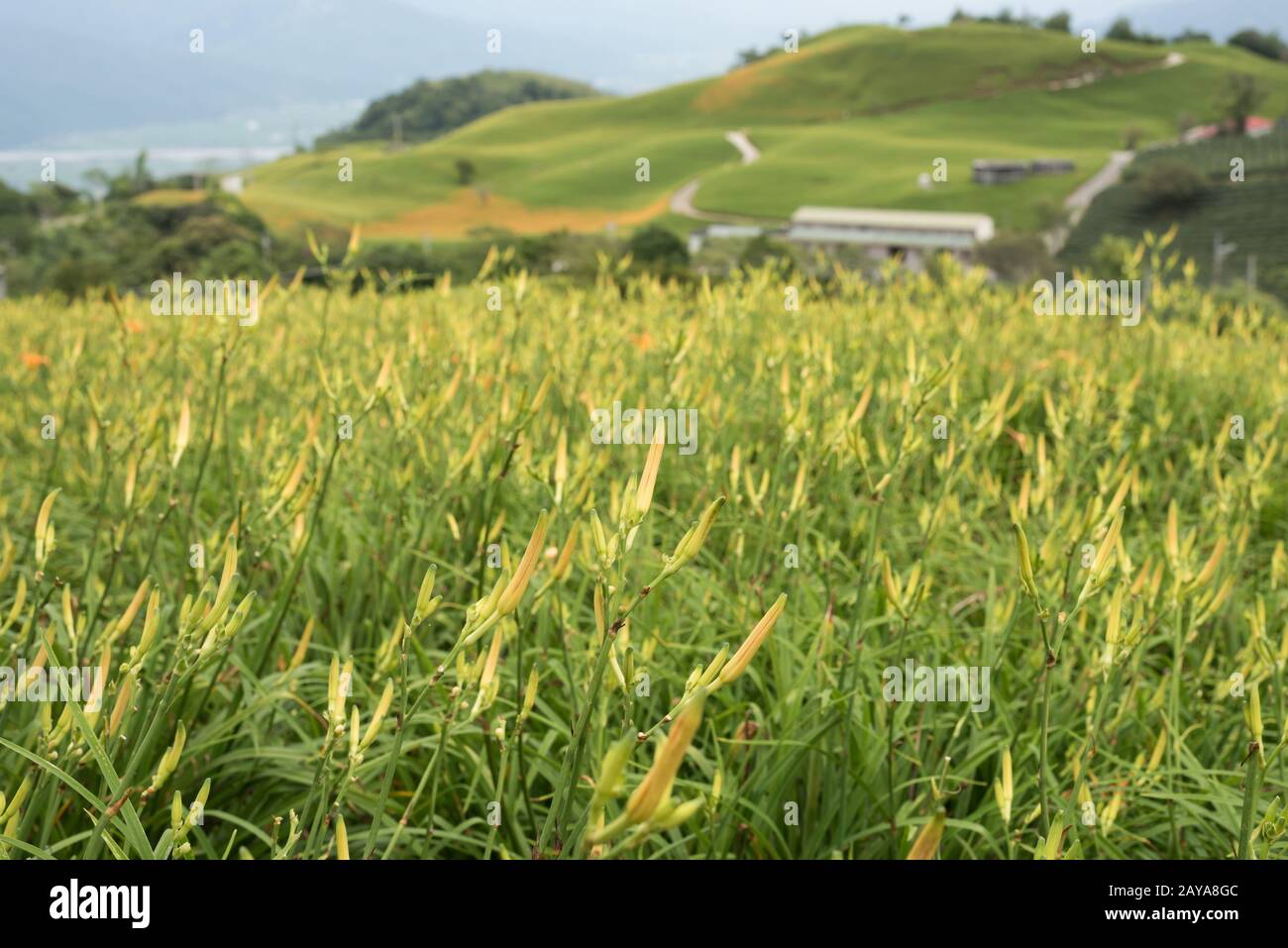 landscape of tiger lily Stock Photo - Alamy