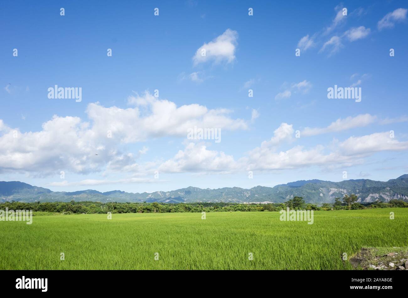 green paddy farm Stock Photo - Alamy