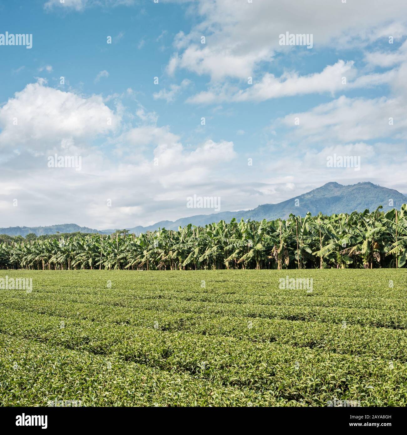 green tea farm Stock Photo - Alamy