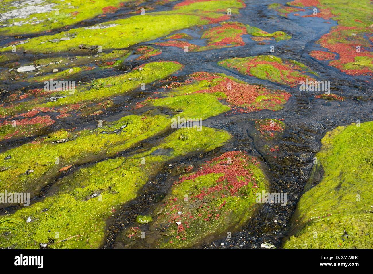 colorful red azolla Stock Photo - Alamy