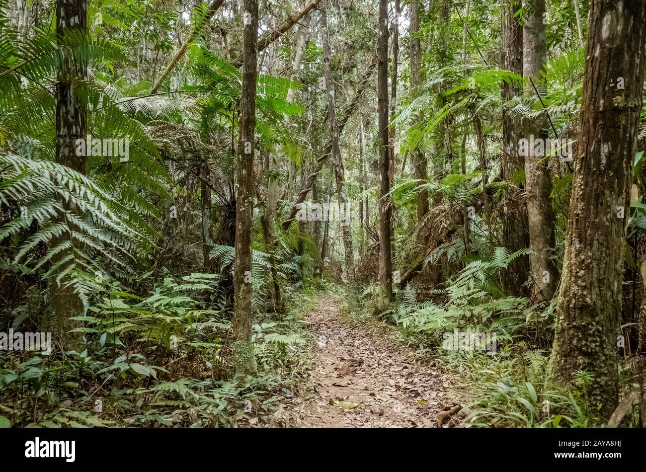 path with nobody at tropical forest Stock Photo - Alamy