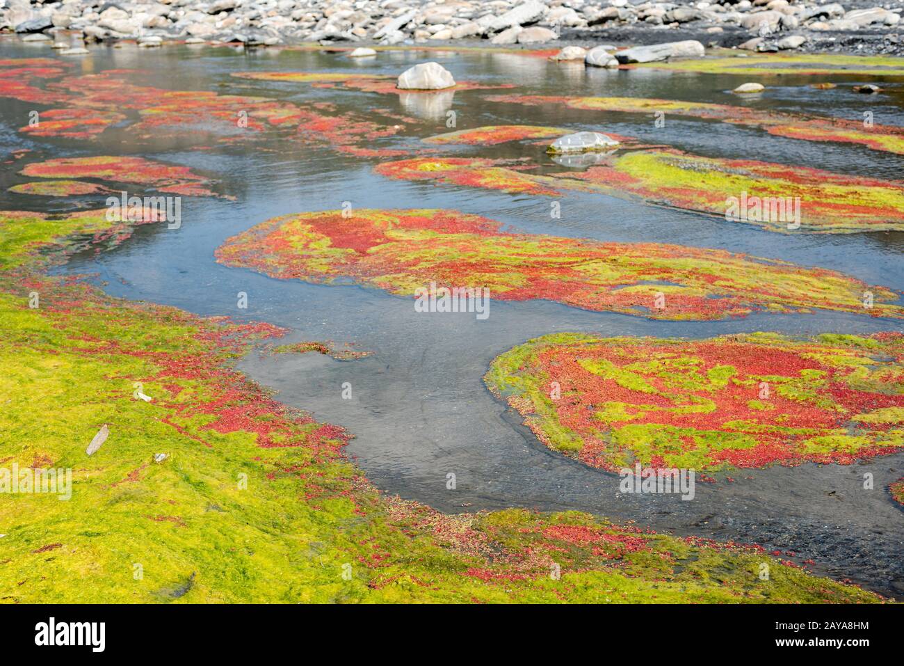 colorful red azolla Stock Photo - Alamy