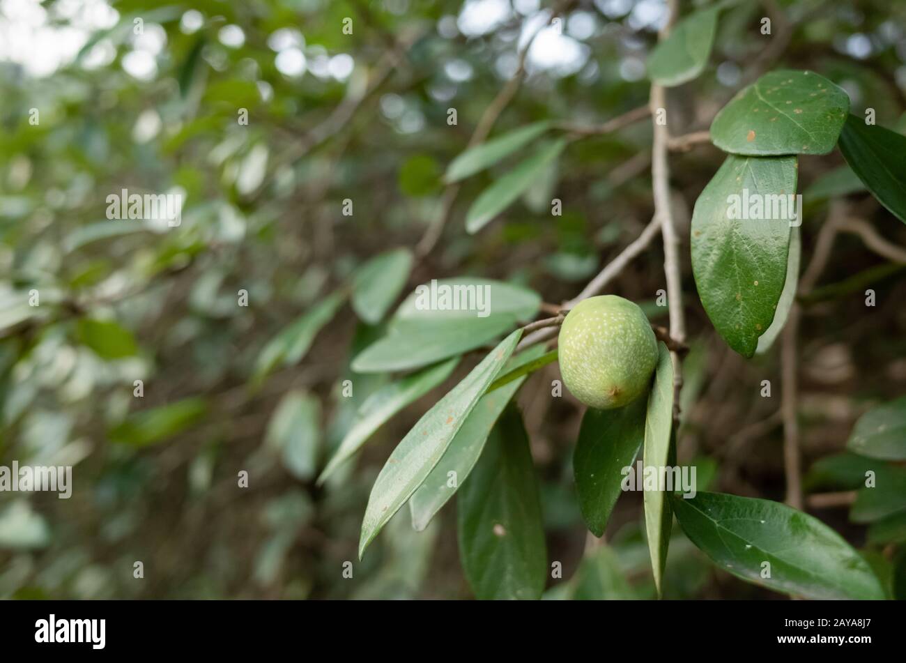 fruit of aiyu jelly tree Stock Photo - Alamy