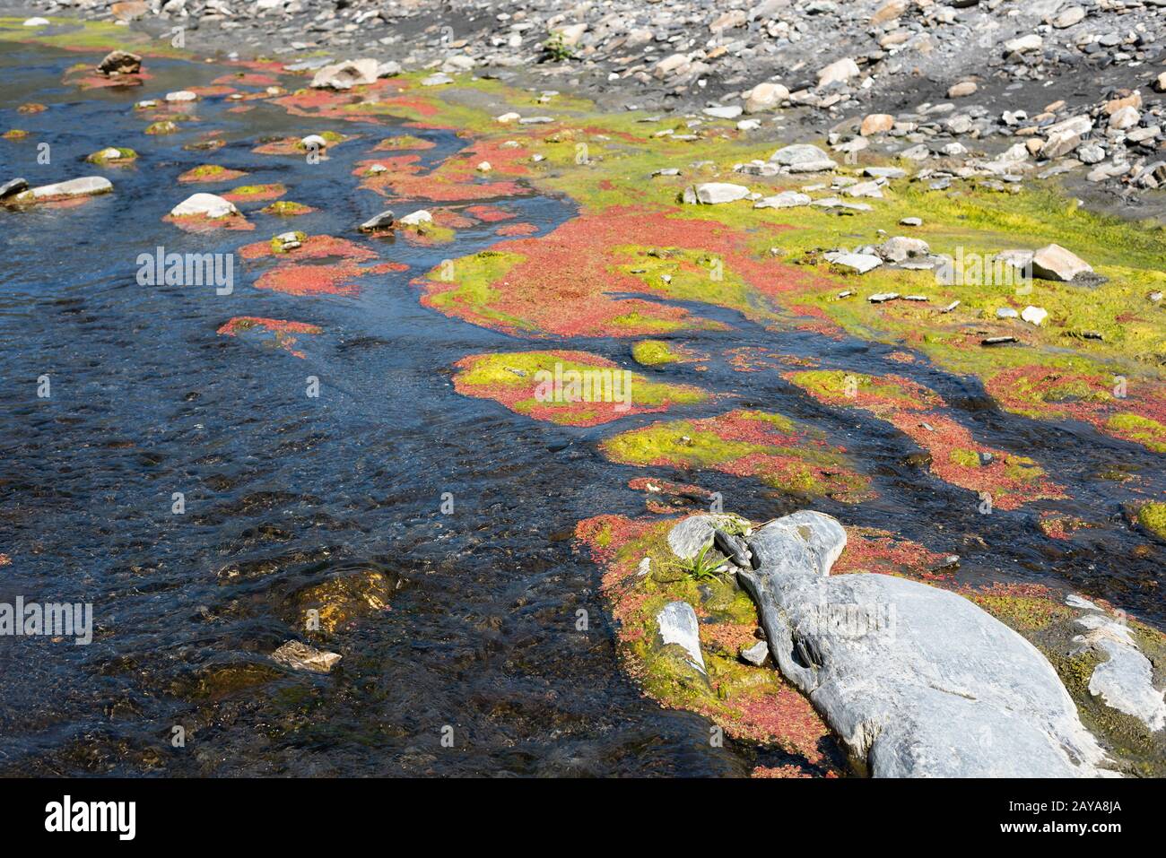 colorful red azolla Stock Photo - Alamy