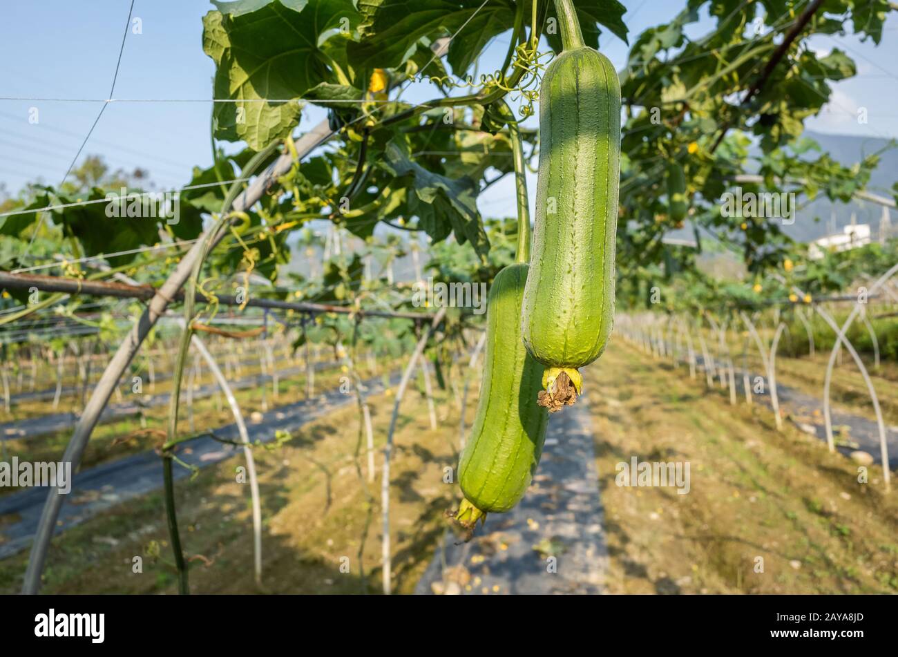 Loofah plant hi-res stock photography and images - Alamy