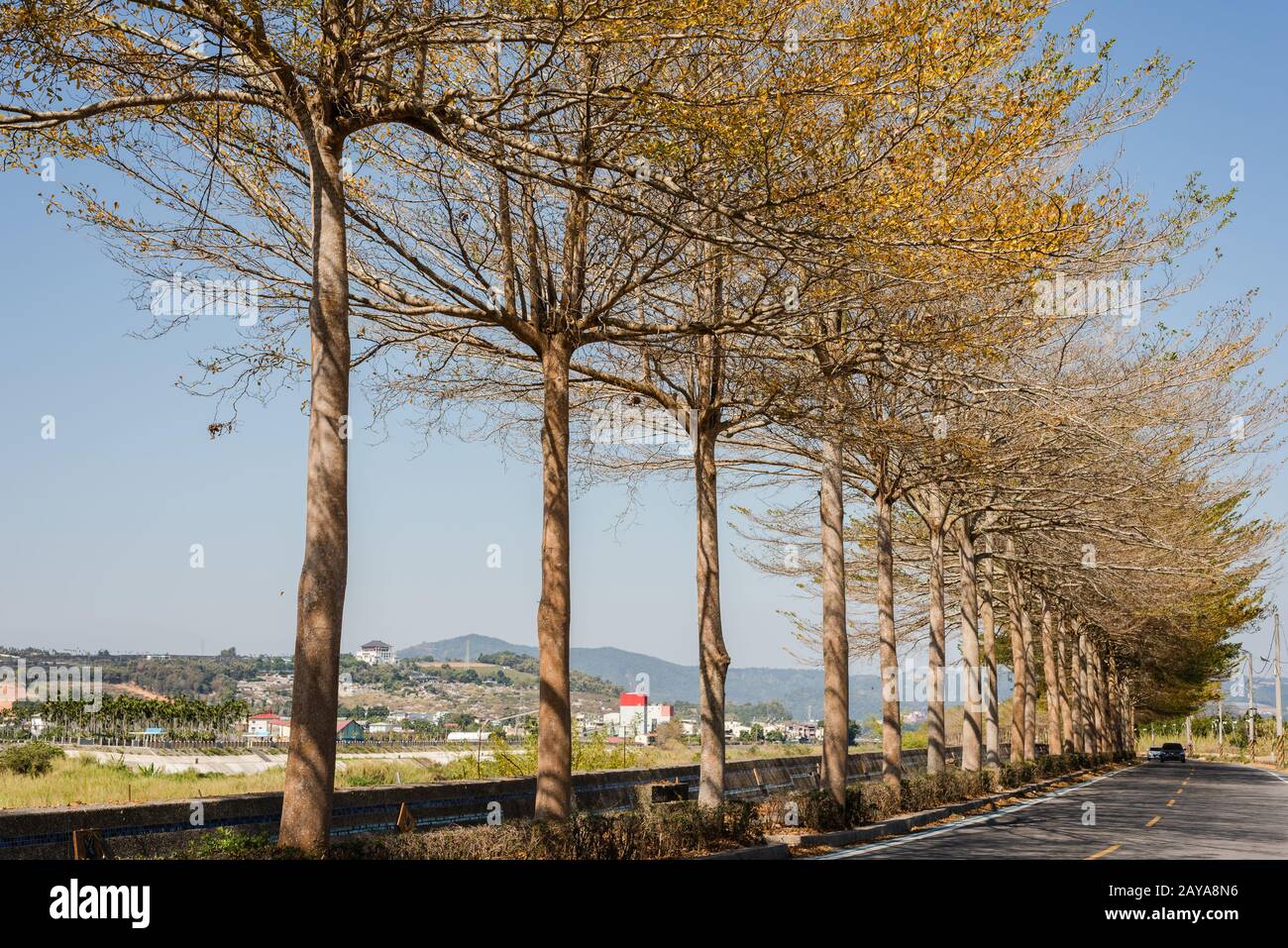 yellow golden tree stand at the street Stock Photo - Alamy