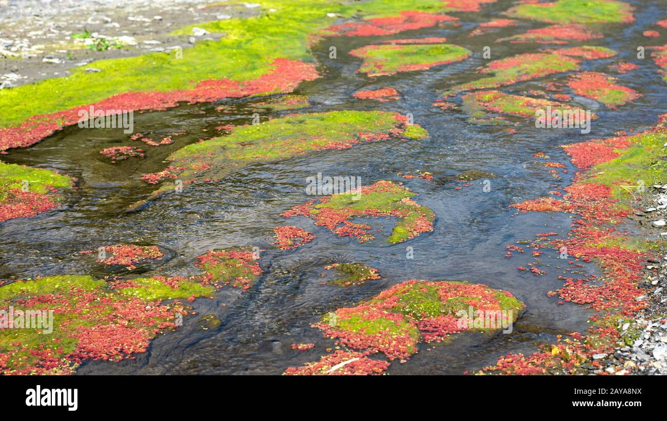 colorful red azolla Stock Photo - Alamy