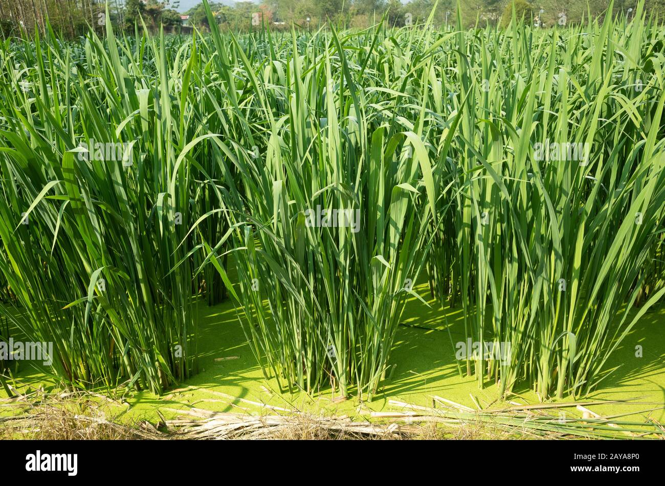 Zizania hi-res stock photography and images - Alamy