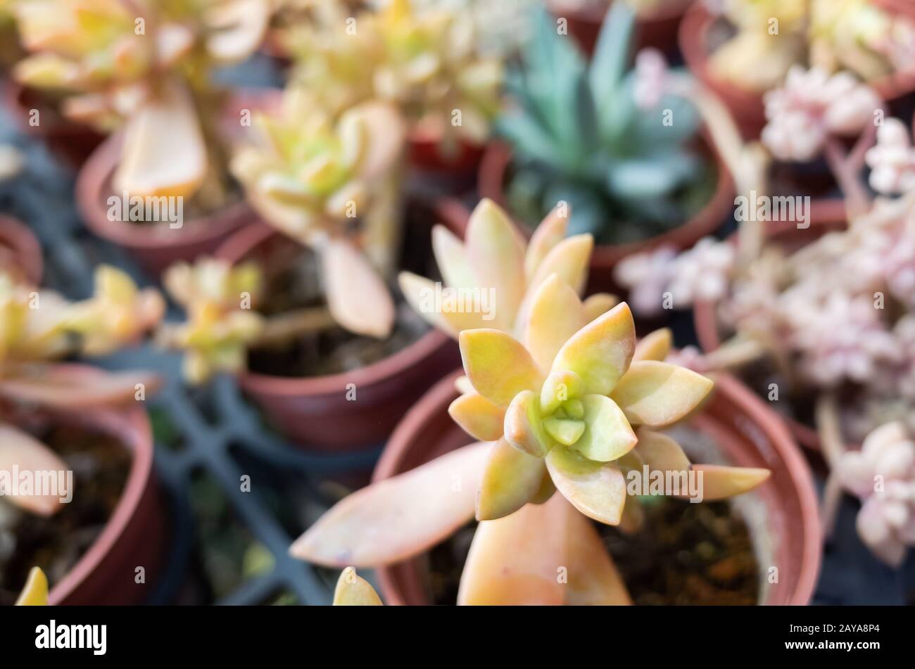 Cactus flowe hi-res stock photography and images - Alamy