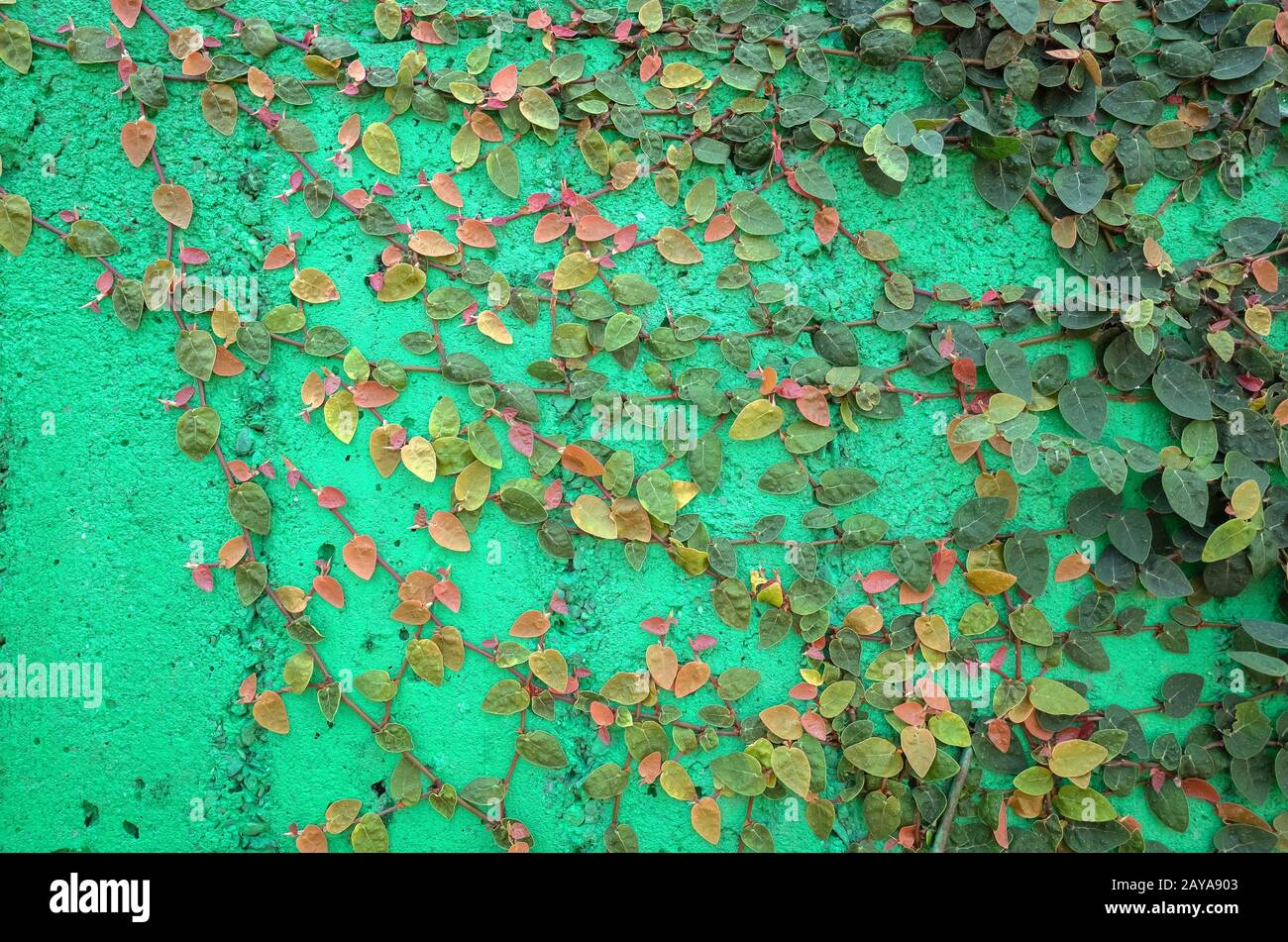 Ivy damage wall hi-res stock photography and images - Alamy