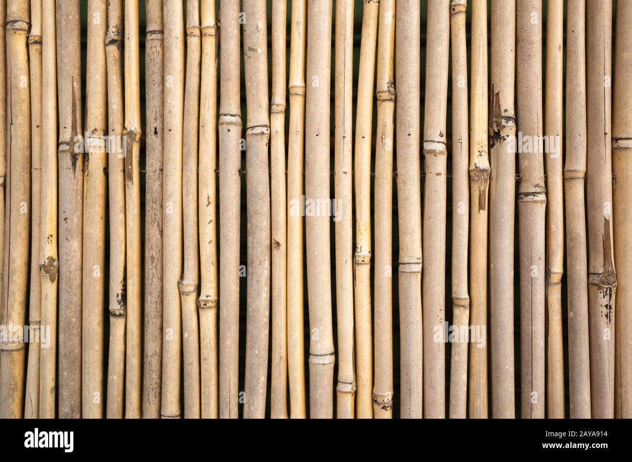 yellow bamboo wall background Stock Photo - Alamy