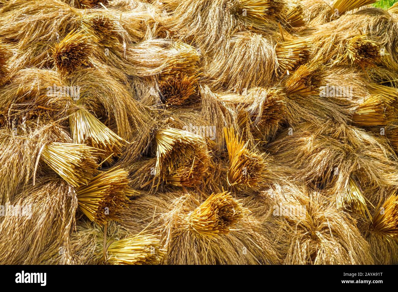 Rice drying hi-res stock photography and images - Alamy