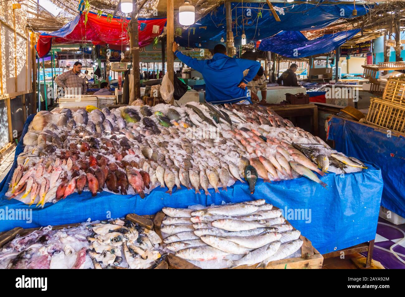 Display of different fishes fishing in the Red Sea Stock Photo - Alamy