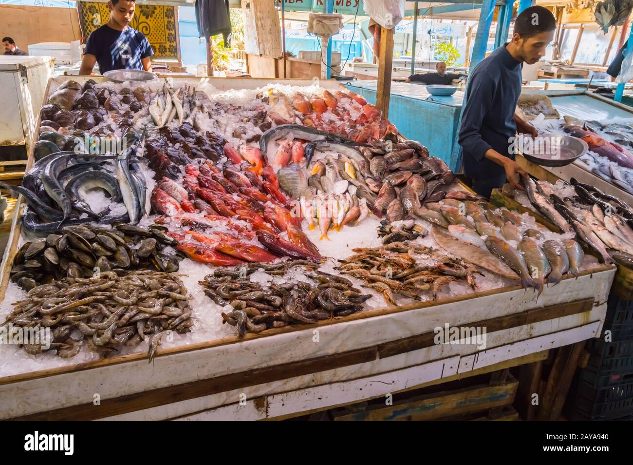 Display of different fishes fishing in the Red Sea Stock Photo - Alamy