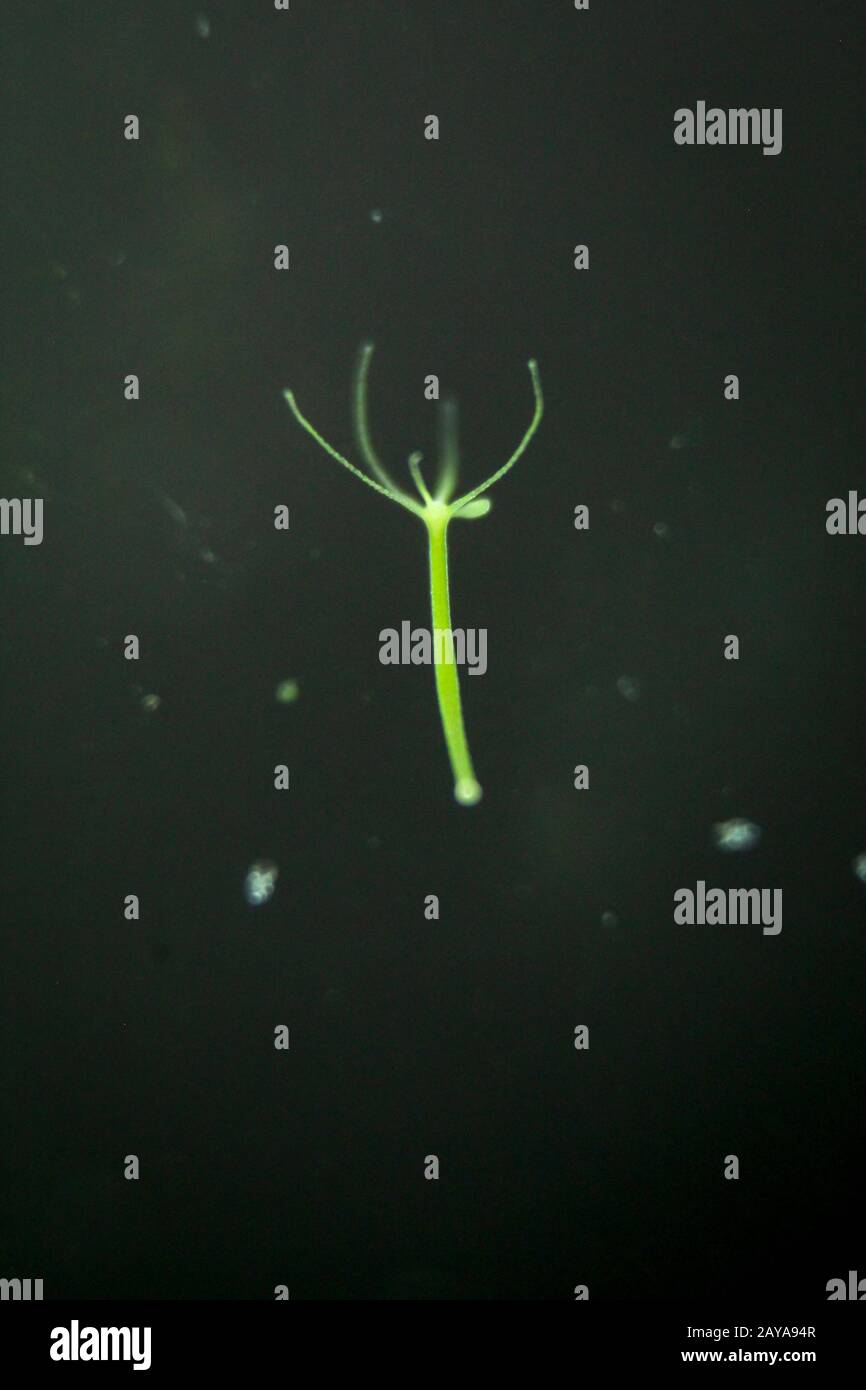 Cnidaria hi-res stock photography and images - Alamy