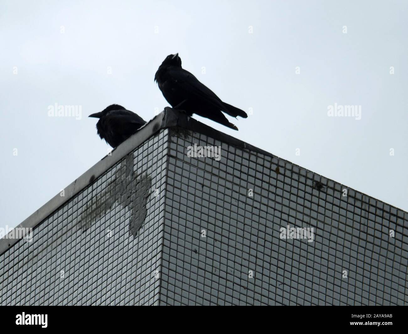 Crows on building roof hi-res stock photography and images - Alamy