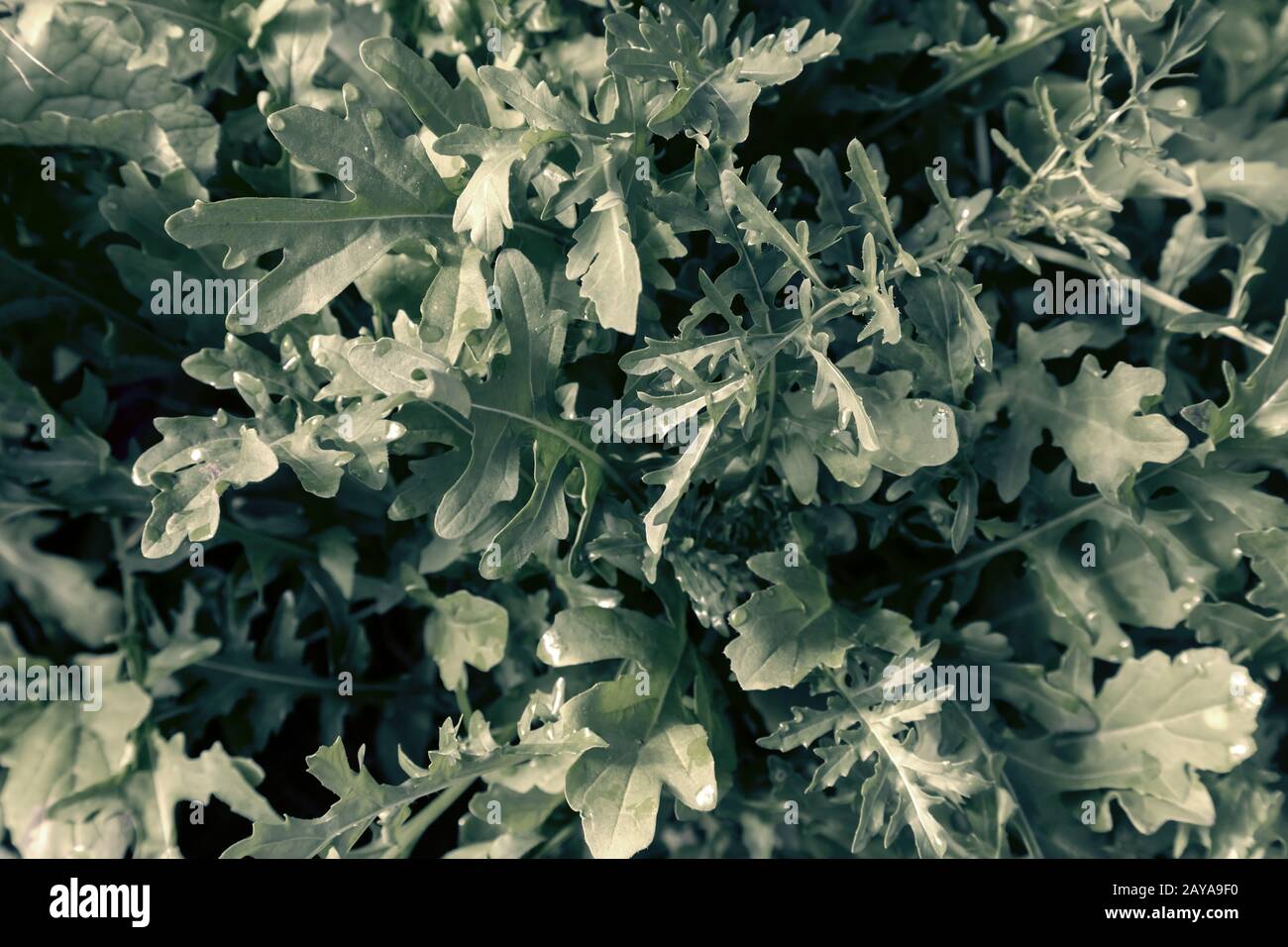 Fancy abstract drawing on a light background Stock Photo - Alamy