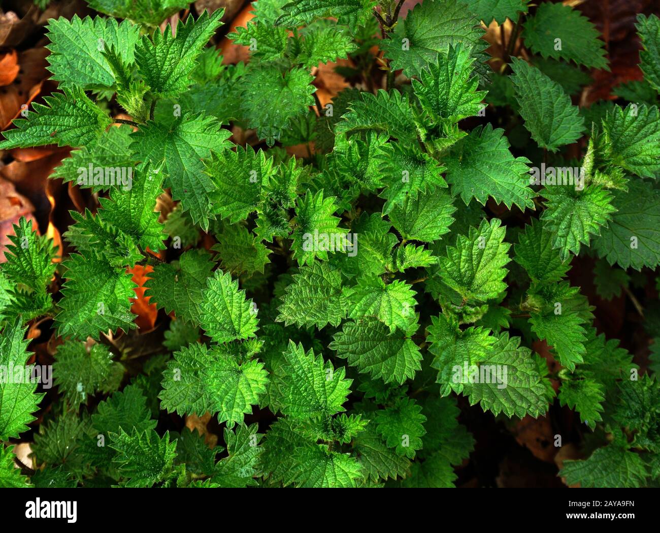 Nettle growth hi-res stock photography and images - Alamy