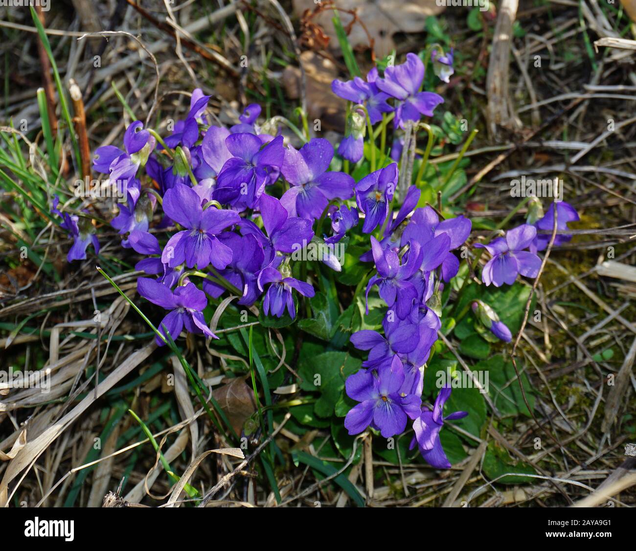 Pale Wood High Resolution Stock Photography and Images - Alamy