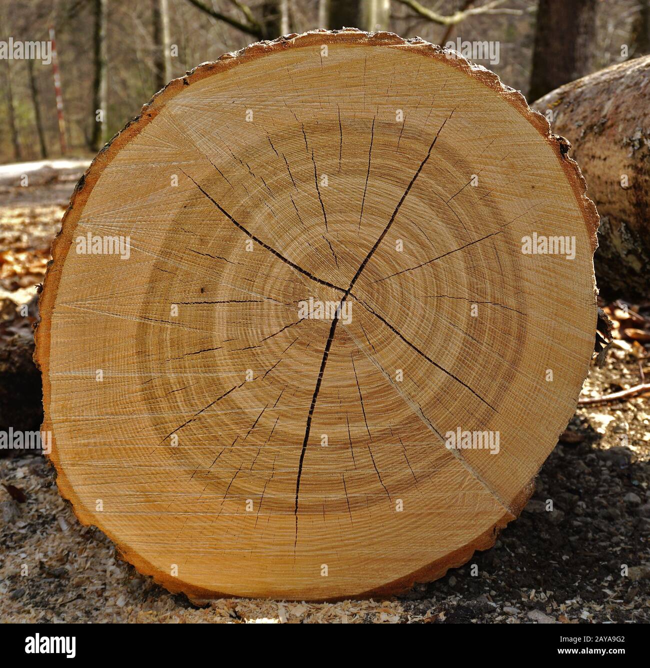 ash tree, wooden plates Stock Photo - Alamy