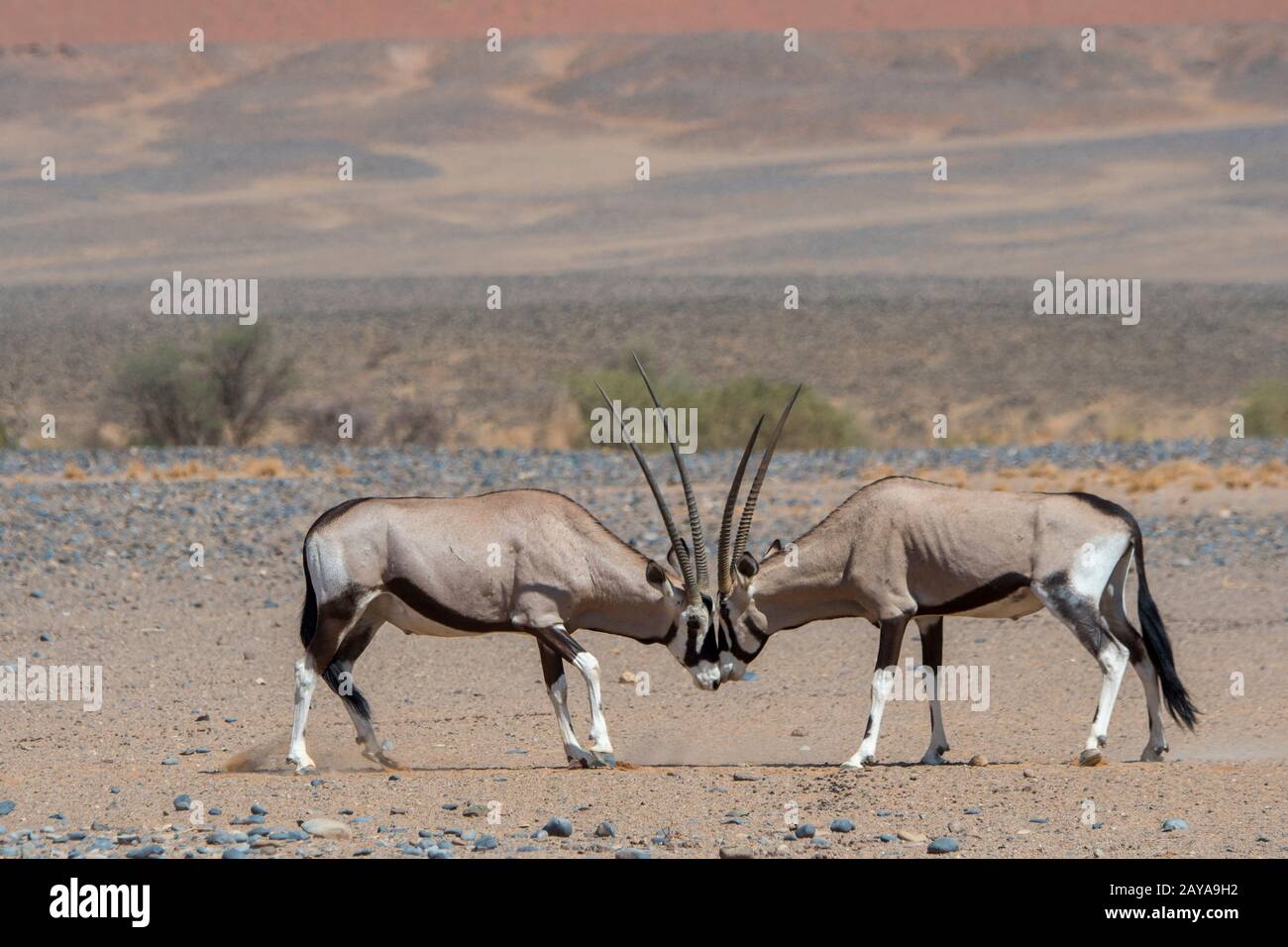 Male south hi-res stock photography and images - Alamy