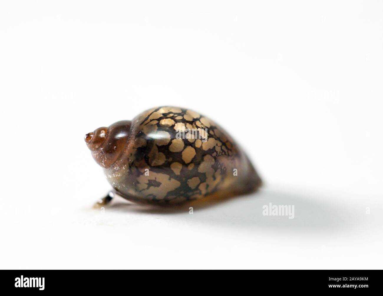 this is a close up of a bubble snails, eggs of snails Stock Photo - Alamy