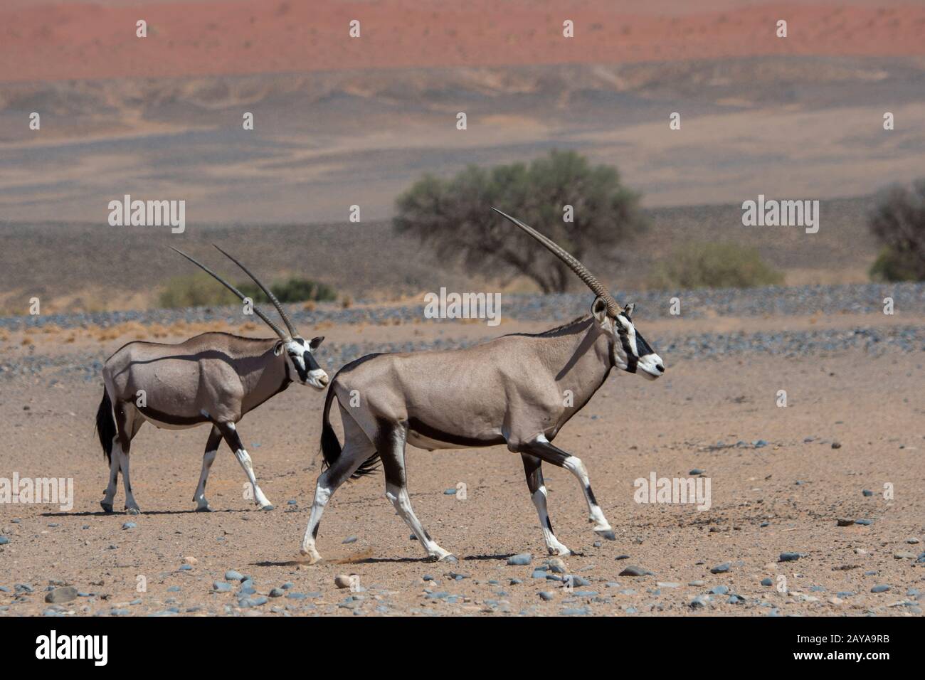 Gemsbok running desert hi-res stock photography and images - Alamy