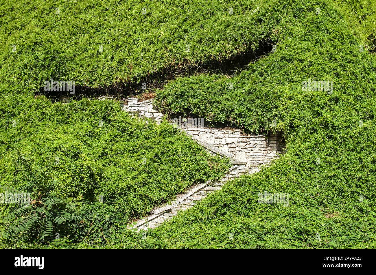 Steep slope of a hill overgrown with lush vegetation and a path of ...