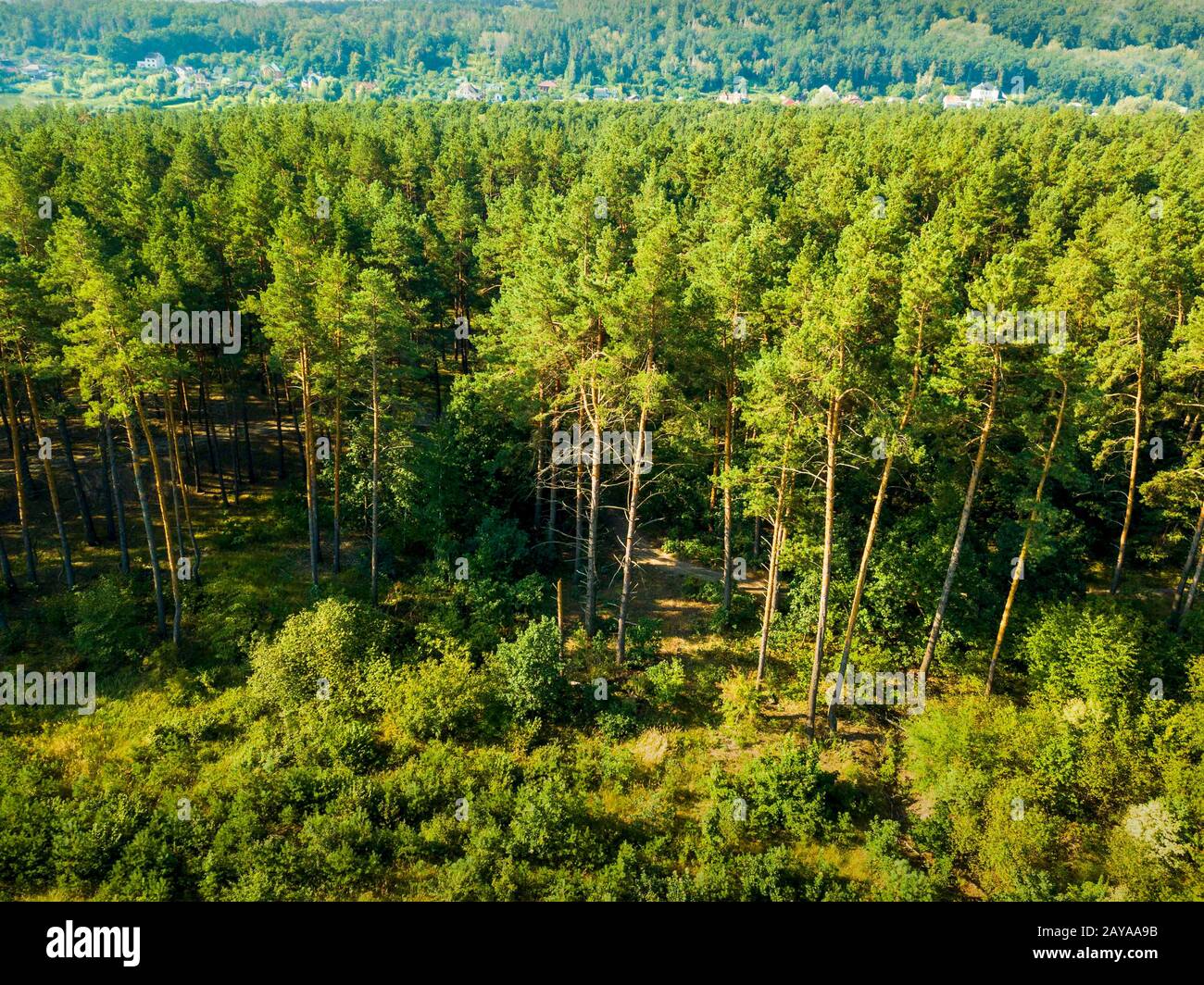 Aerial view from the drone of a landscape view of the coniferous forest ...