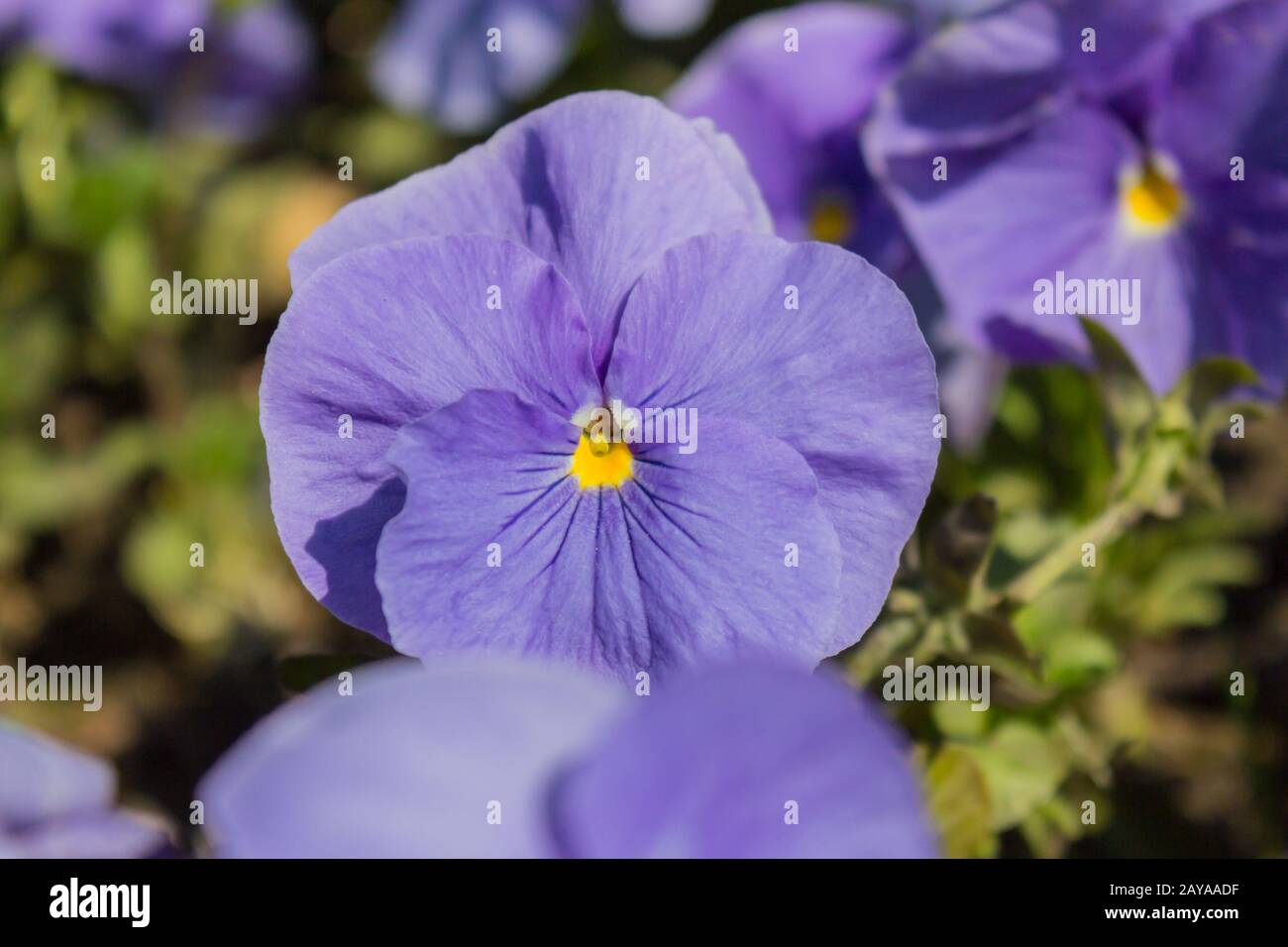 Viola is a genus of flowering plants in the violet family Violaceae ...