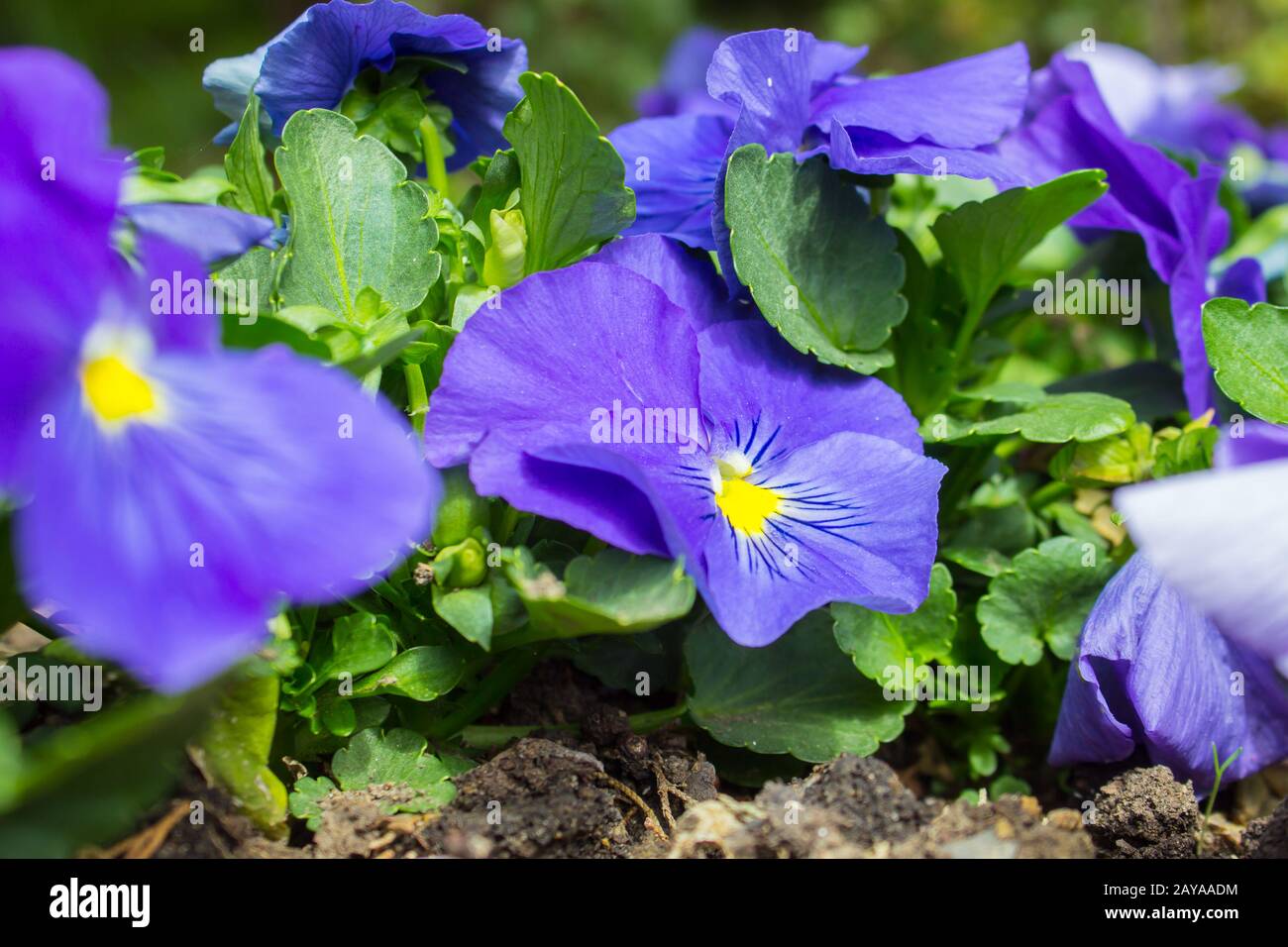 Closeup of colorful Viola - flowering plants in the violet family ...