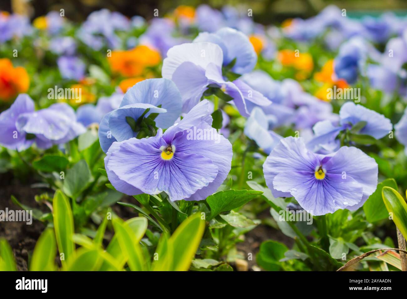 Closeup of colorful Viola - flowering plants in the violet family ...