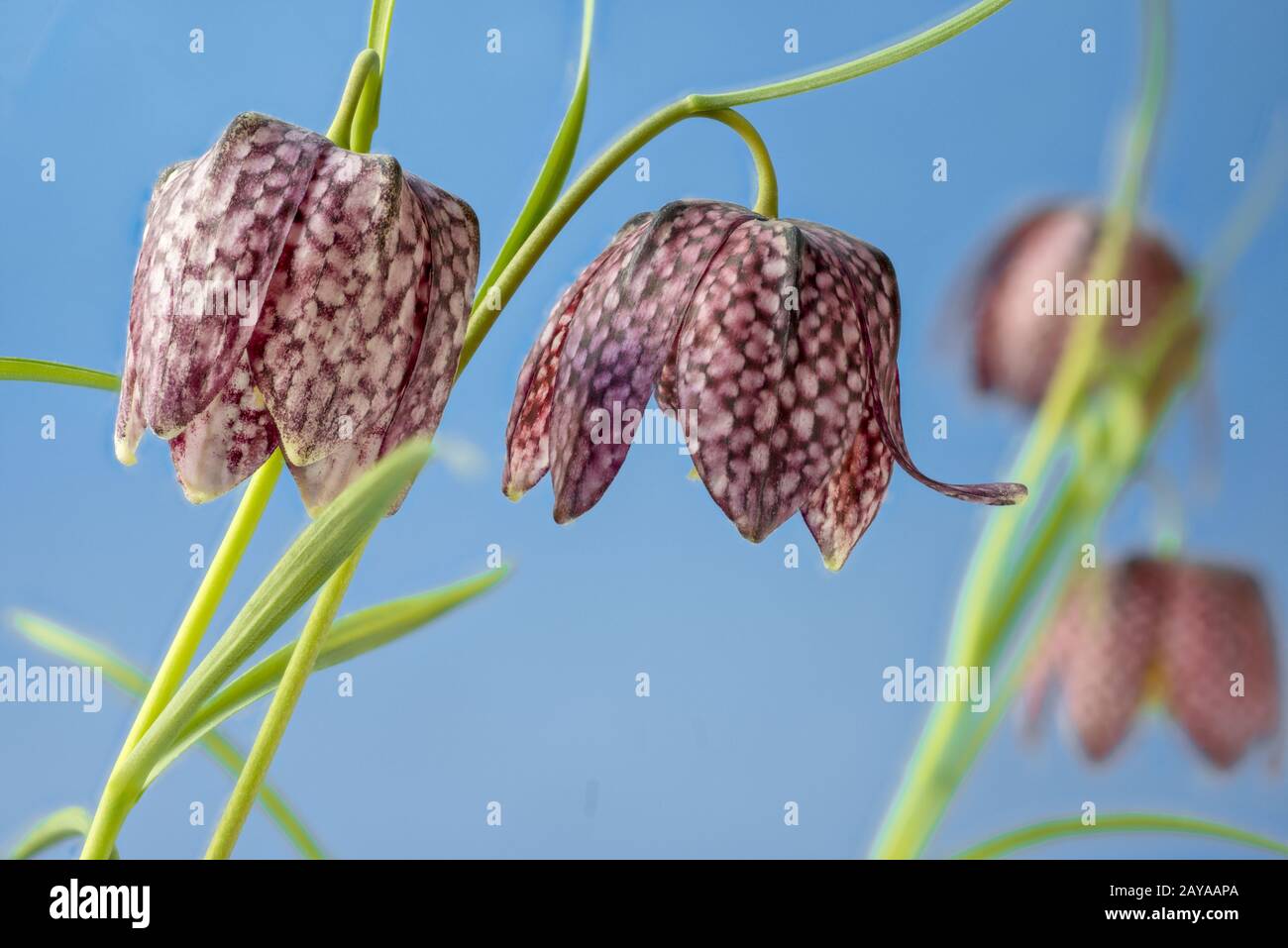 The chess flower hi-res stock photography and images - Alamy