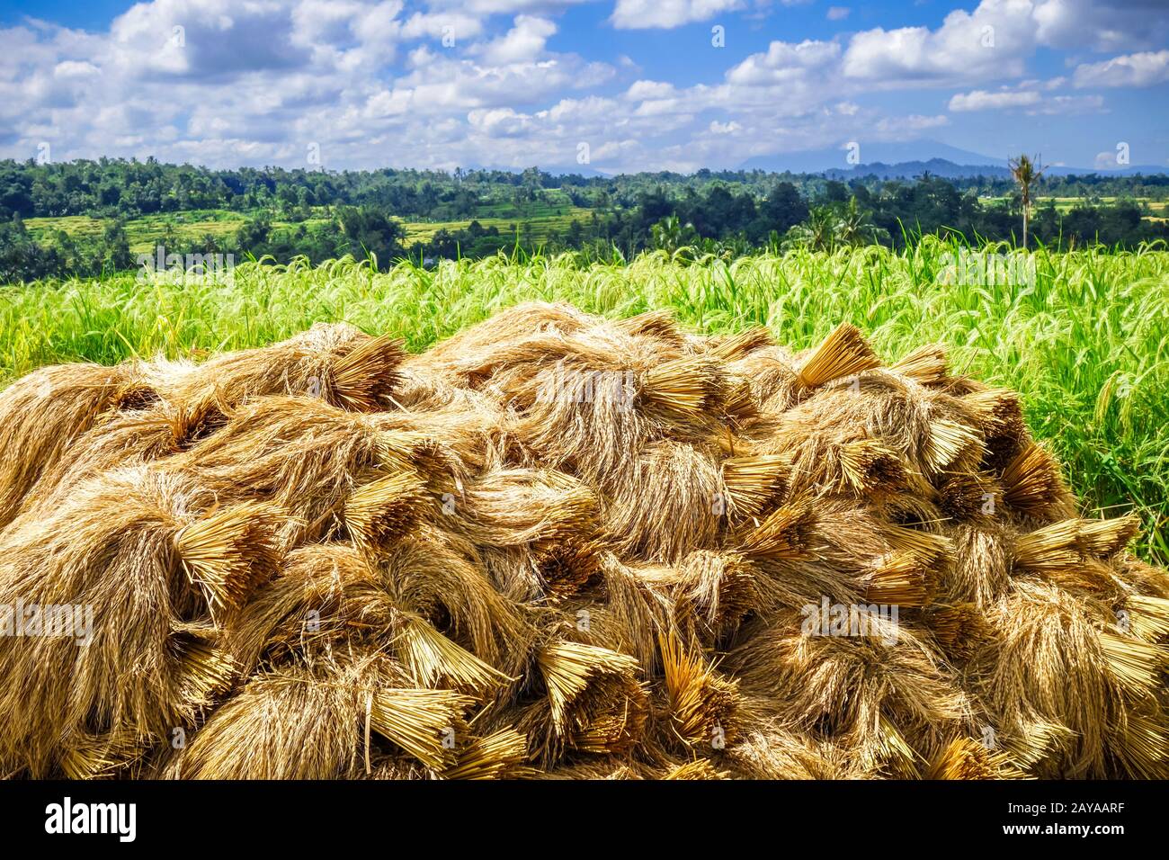 Rice harvest drying, Jatiluwih, Bali, Indonesia Stock Photo - Alamy