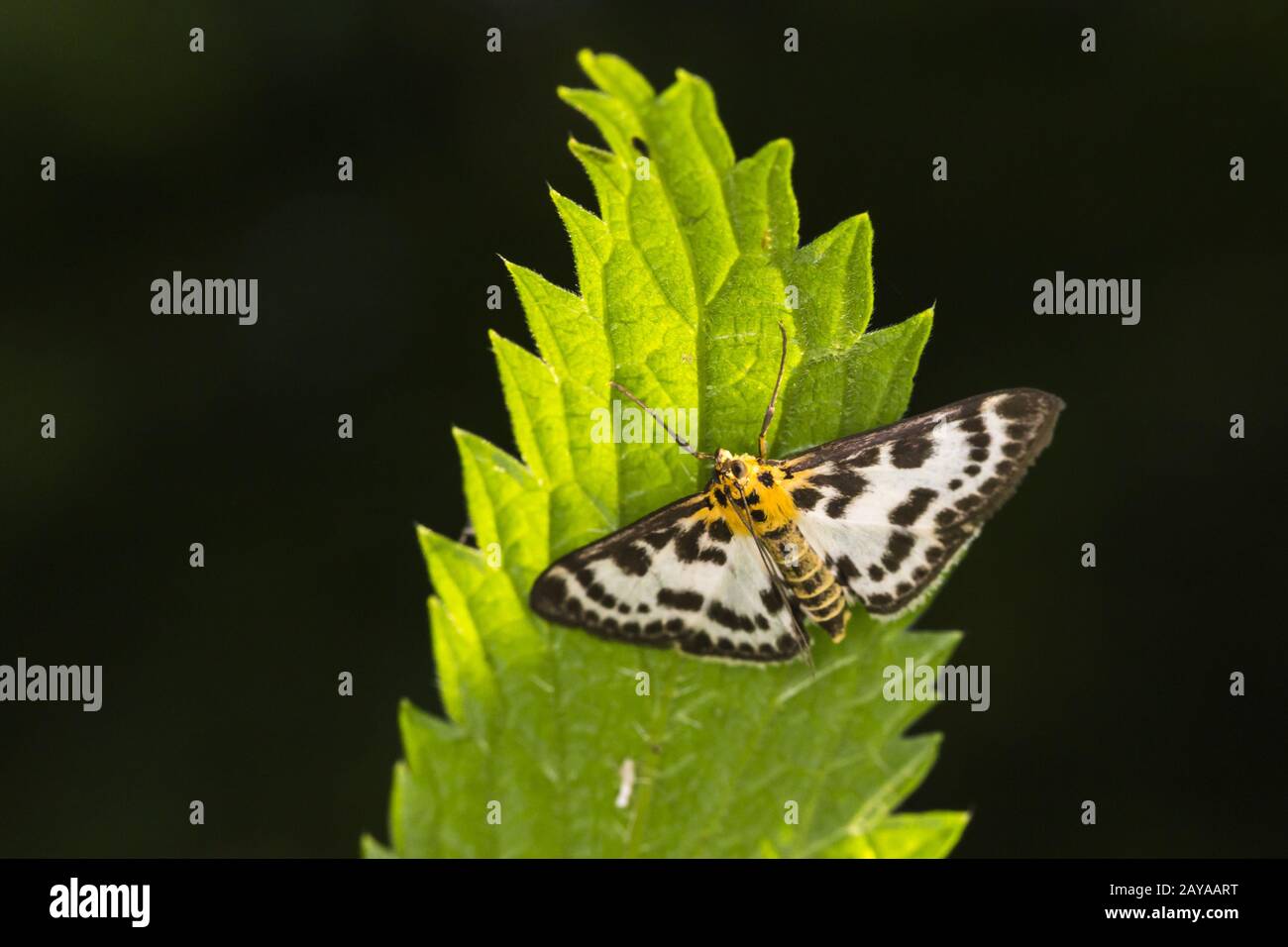 Butterfly magpie moth hi-res stock photography and images - Alamy