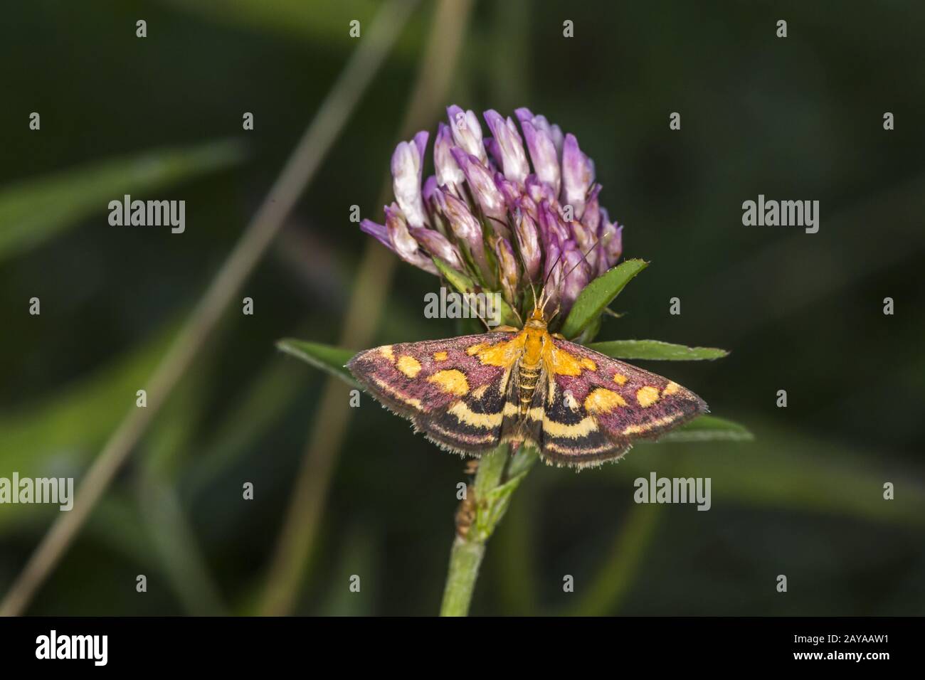 Borer insects hi-res stock photography and images - Alamy